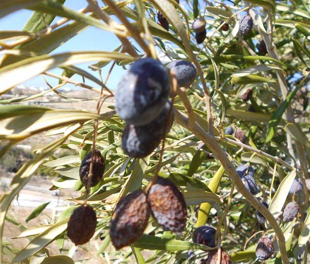 KAPTEPIA: Τι λέει η αρμόδια διεύθυνση της Π.Ε Φωκίδας για την ...