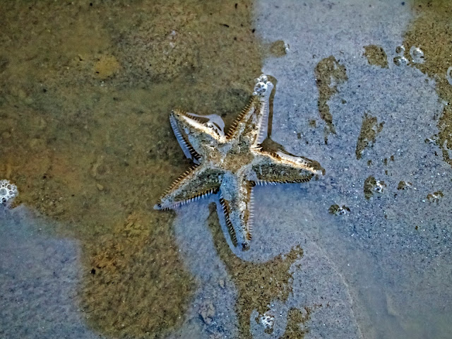 Natureram: The Star Fish at Bakkhali