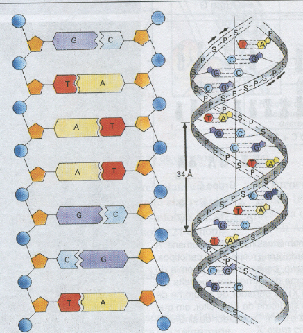 Biologia, estudar para conhecer a vida!!!: Modelo de DNA