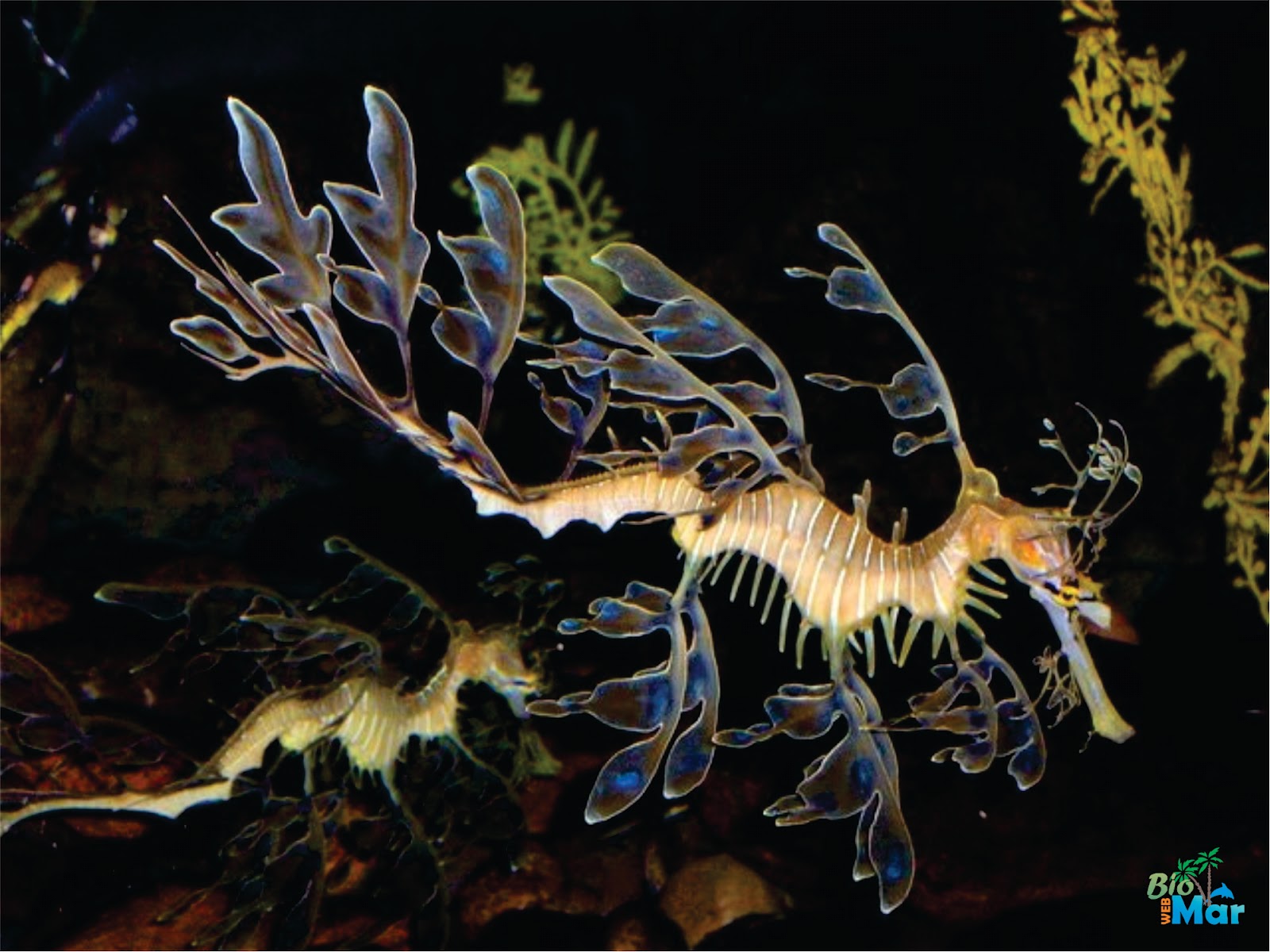 Web BioMar: Dragão Marinho