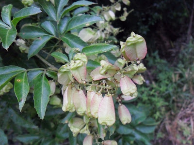 NISIAFLORESTAPORLUISCARLOSFREIRE: Timbó: cheiros, cores, flores e ...