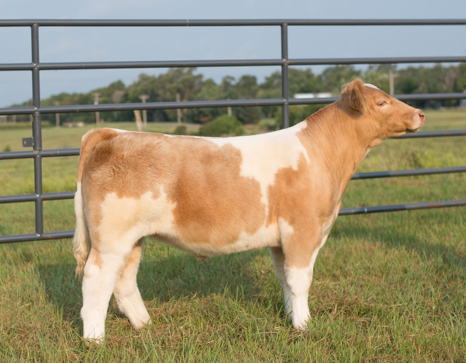 Lay Farms Show Calves