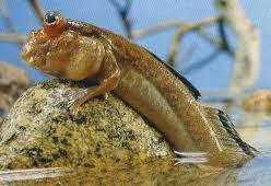 The Beauty of Underwater: Mudskipper (Ikan Yang Lebih Suka Daratan)