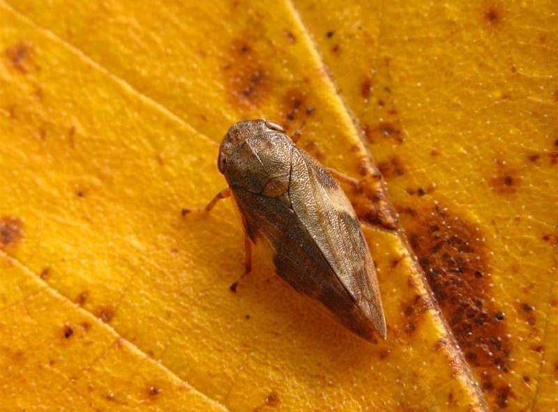 TYPES OF INSECTS : Alder Spittlebug