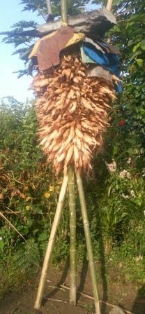 Jhyali - JungleKey.in Image