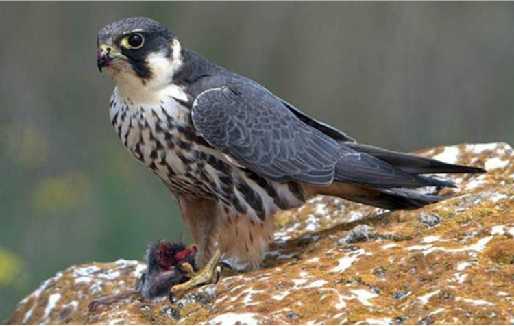 Gambar Burung yang Langka dan Keterangan Singkat