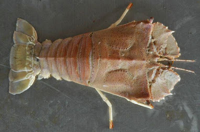 lobster: May 2015