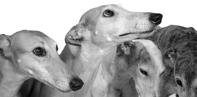 Mis galgas, yo y the ruby slippers: Las preciosas fotografías de ...