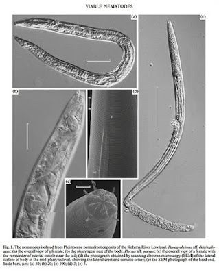 Cacing Purba Beku 42.000 Tahun Dihidupkan Kembali - Sains Box