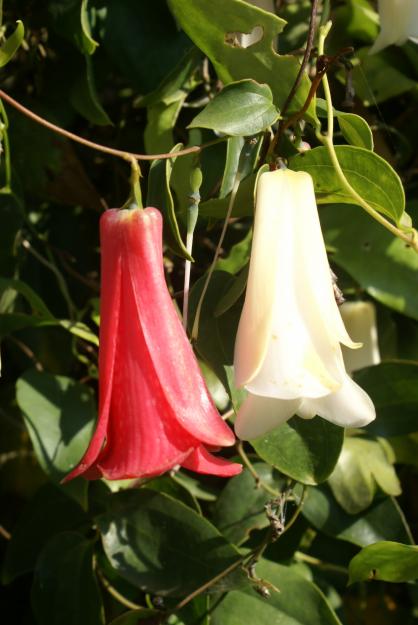 Chile: Leyenda del Copihue