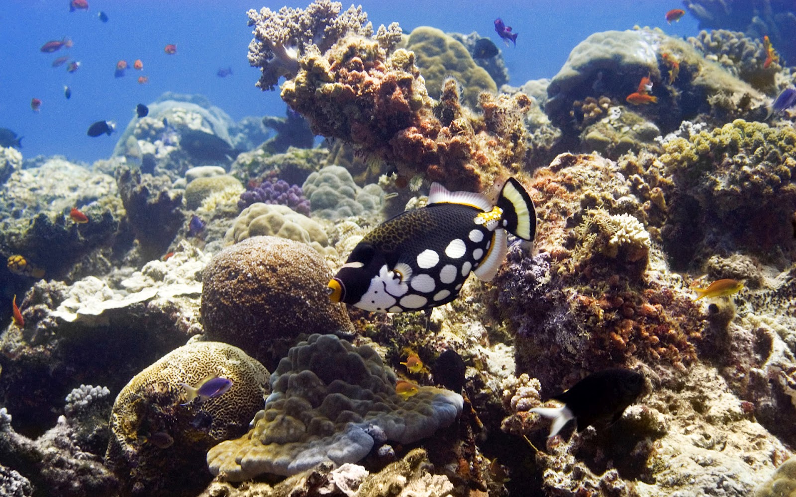 Best Wallpapers Collection: Best Ocean Life Wallpapers