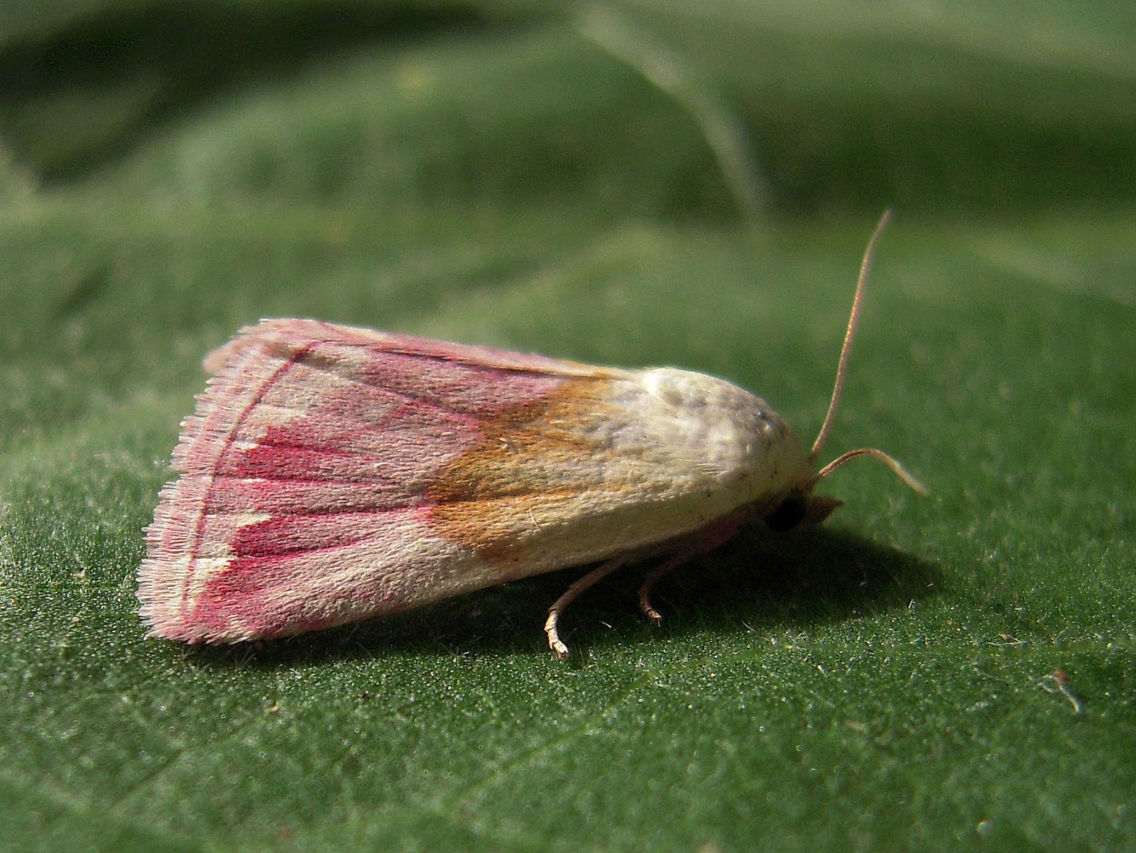 Dungeness Bird Observatory : Moths of Dungeness