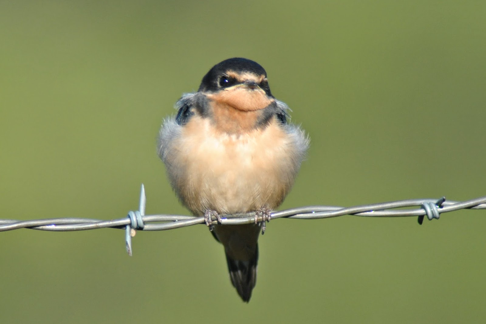 Birding With Caleb: The Swallows of Happy Jack Lodge