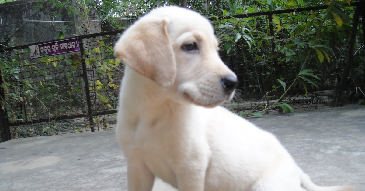 Bhow Bhow - The Barpali Days