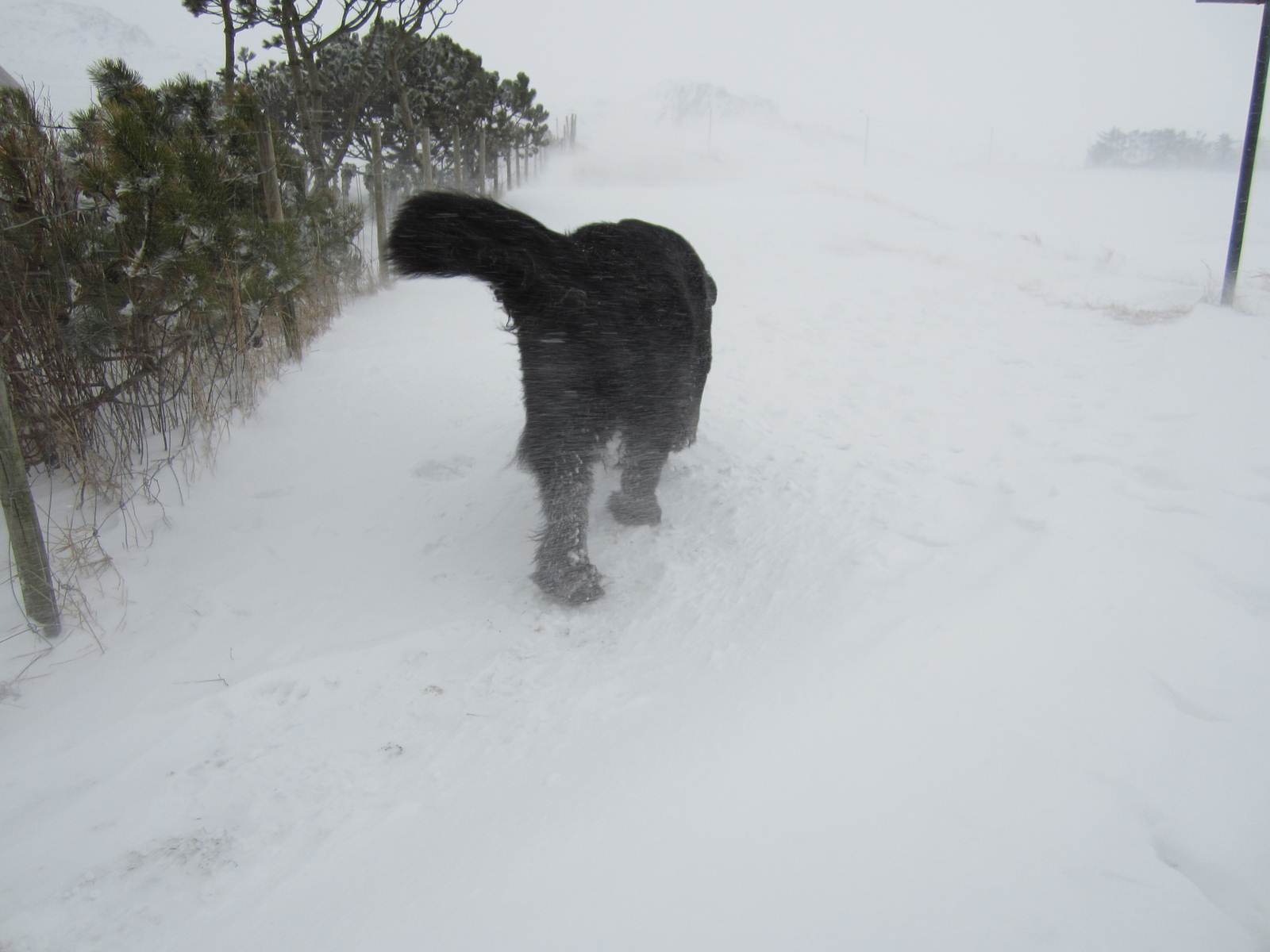 Kin-Newfie: Snow, strong winds, happy dog :-) Nurhan's take: