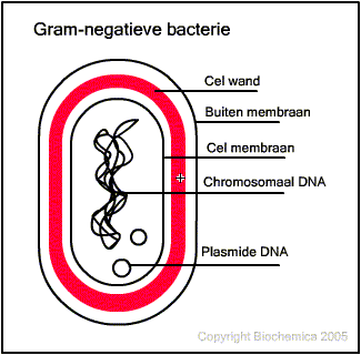 Bacteriën: Soorten bacteriën: onderscheid naar voeding en celwand