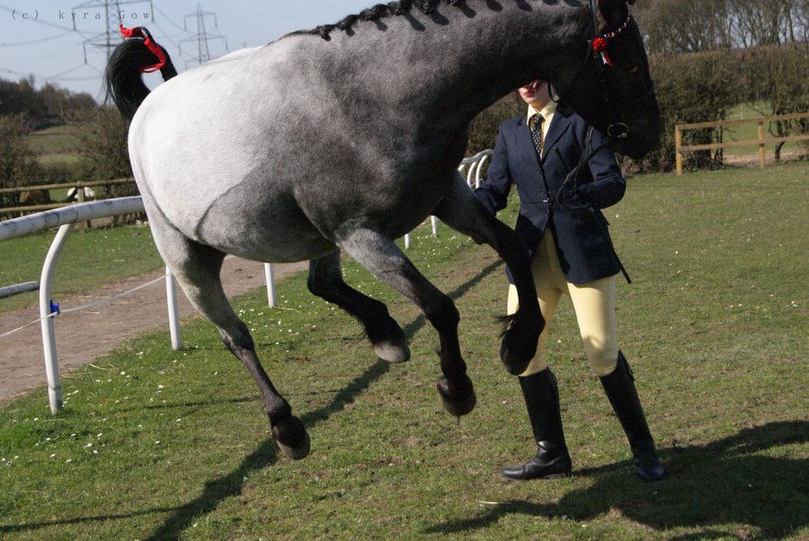 Funny Pictures Gallery: Dangerous horse riding, dangerous horse ...