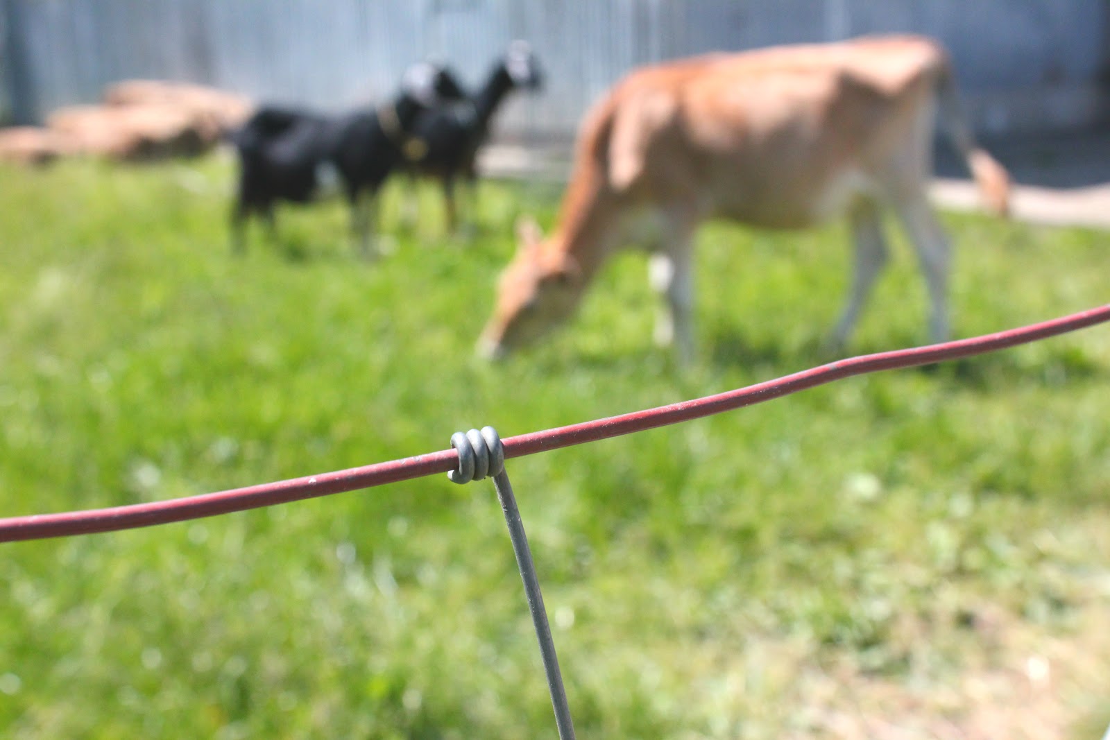 To Sing With Goats: Ready, Set, Go.