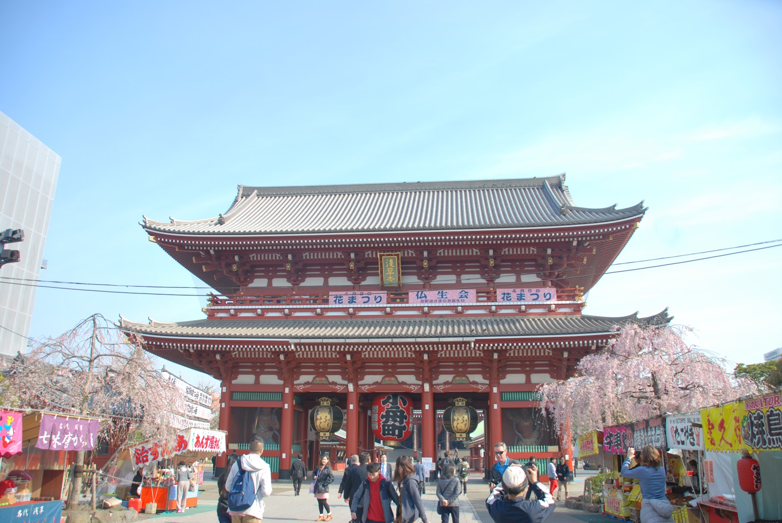 Woody at Home: Cherry Blossom @Kaminari Gate Sensoji Temple