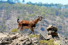 LA INVASIÓN EN EL BLOG:invasiones biológicas en Canarias.: Cabras ...