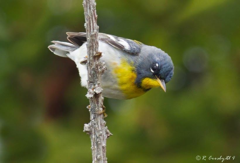 South Shore Birder: A Few Spring Warblers