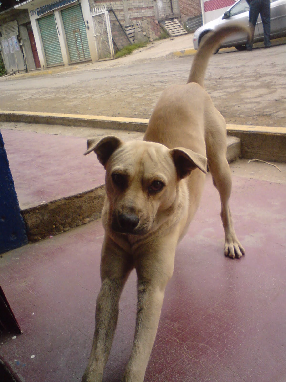 Taztaraztaztaz: SOY UN PERRO AMARILLO