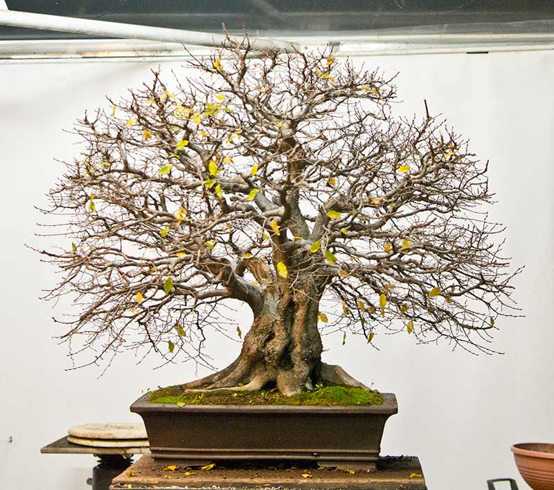 Walter Pall Bonsai Adventures: Int. Bonsaii Academy in Kastela, Croatia ...