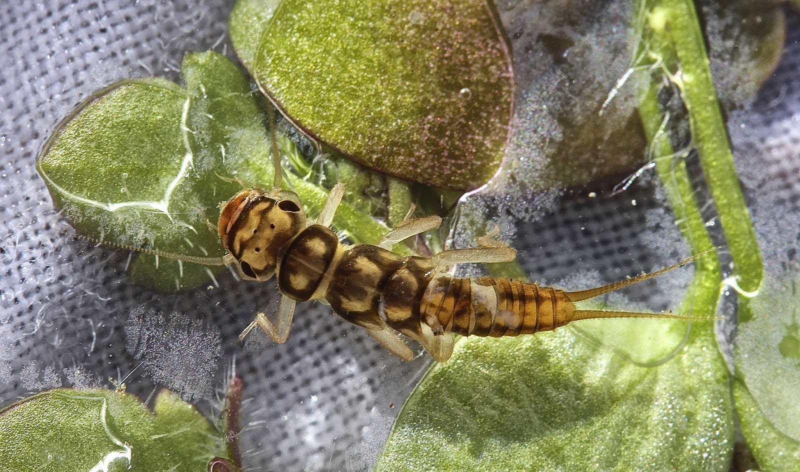 Aquatic Insects of Central Virginia: The importance of laciniae in ...