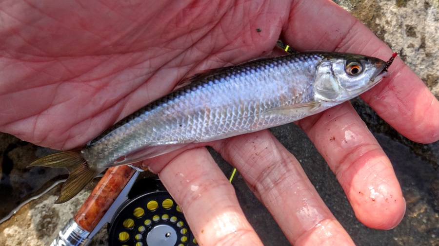 It's Tokyo Style: Oikawa / Pale chub fishing on fly