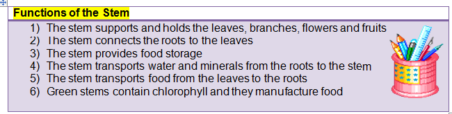 Structure and Function of the Stem