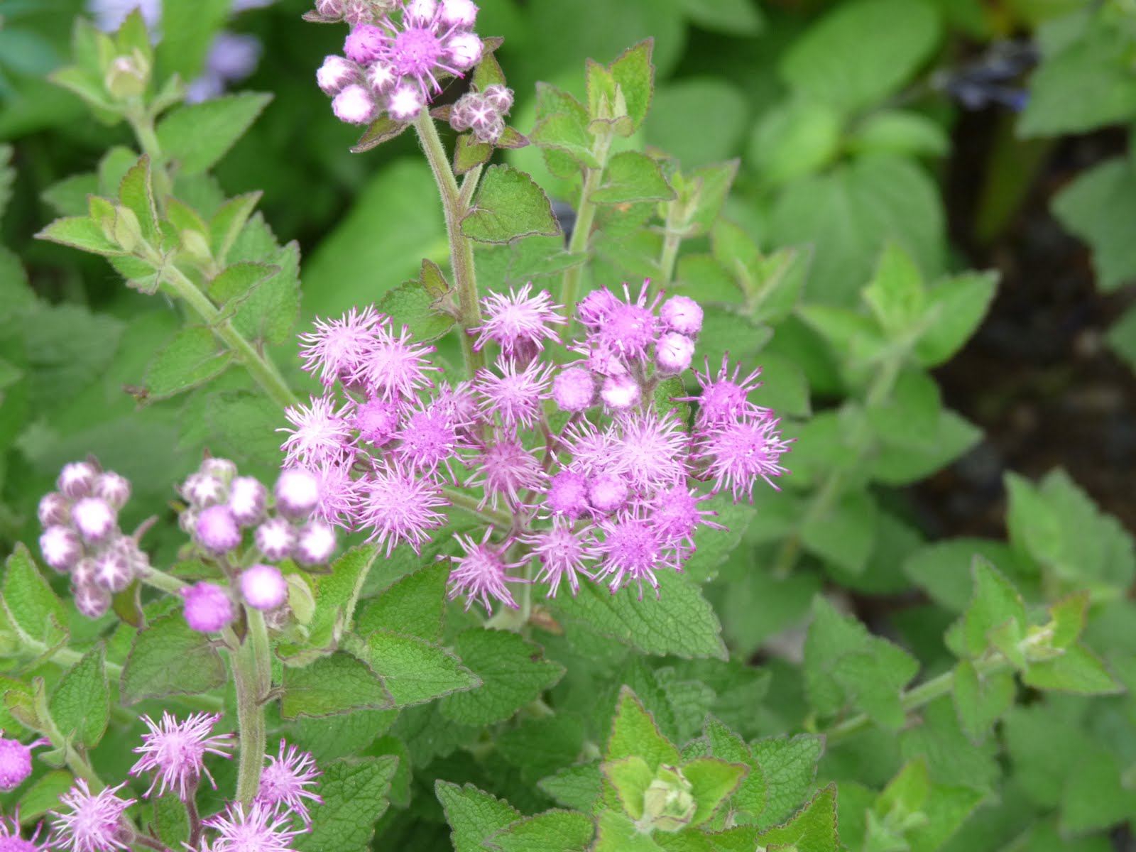 A not so simple garden: Vernonia sp Piedade