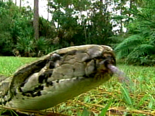 The Beuty of Python Sebae