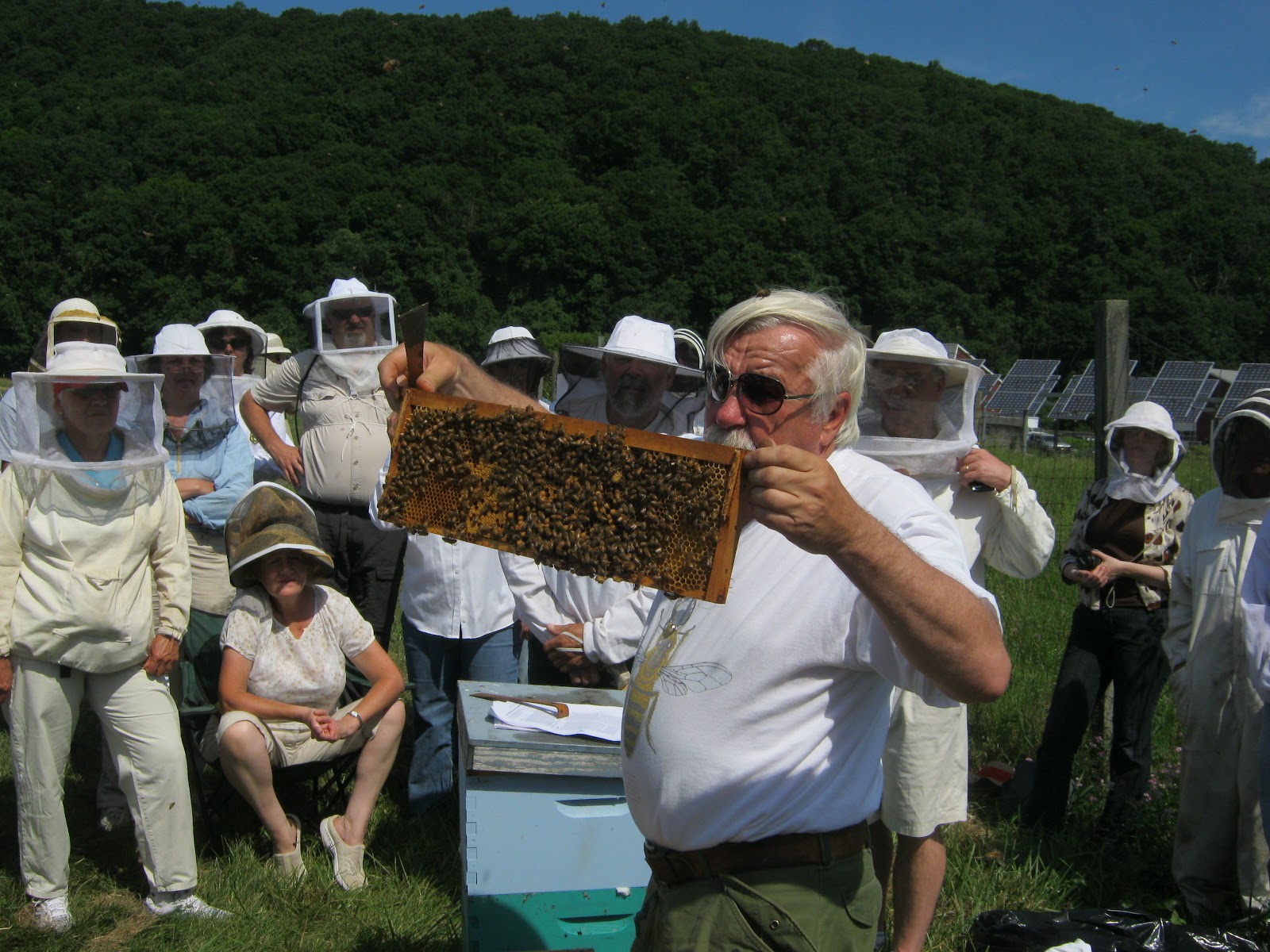 Steven's Bees: Mass Bee Field Day - June 23