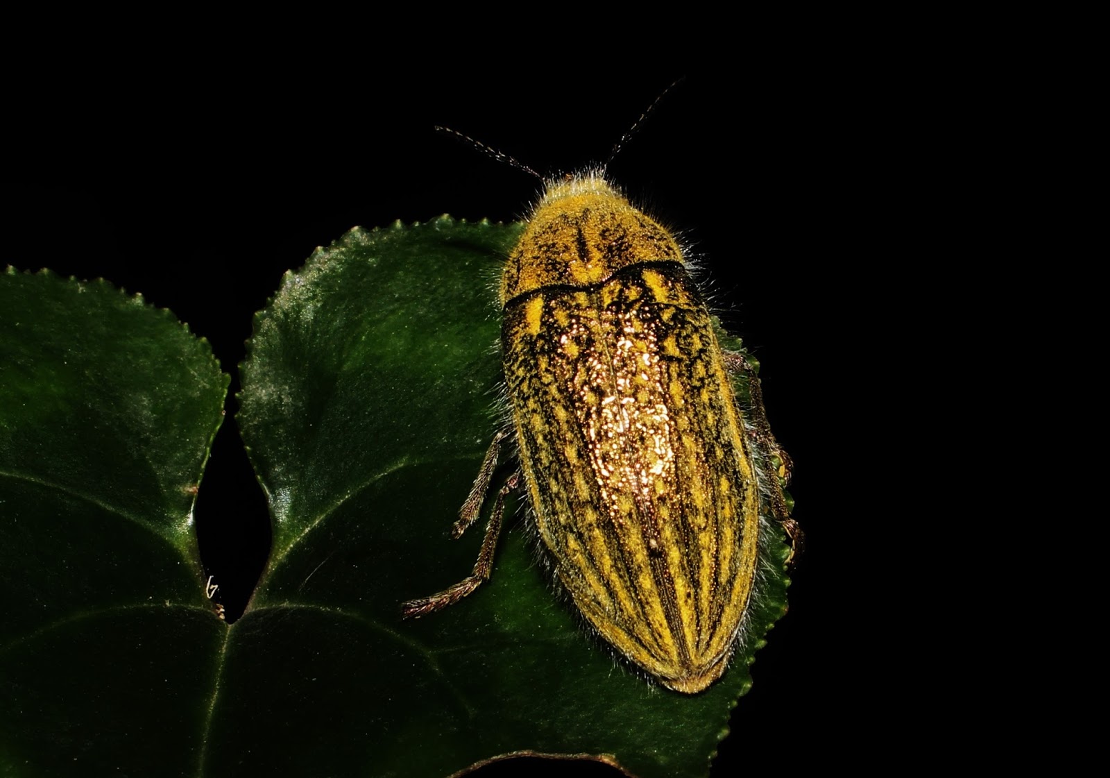 Biodiversity of Cyprus by NGO Protection of the Natural Heritage and ...