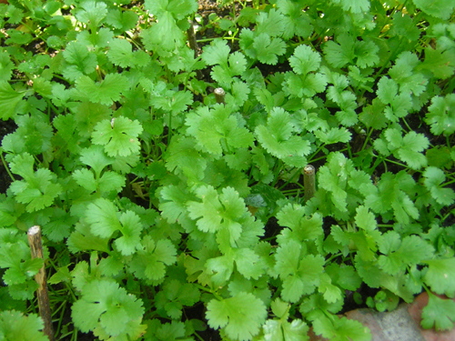 AgroNegocios: El Culantro Coyote,Cilantro Ancho (Eryngium Foetidum ...
