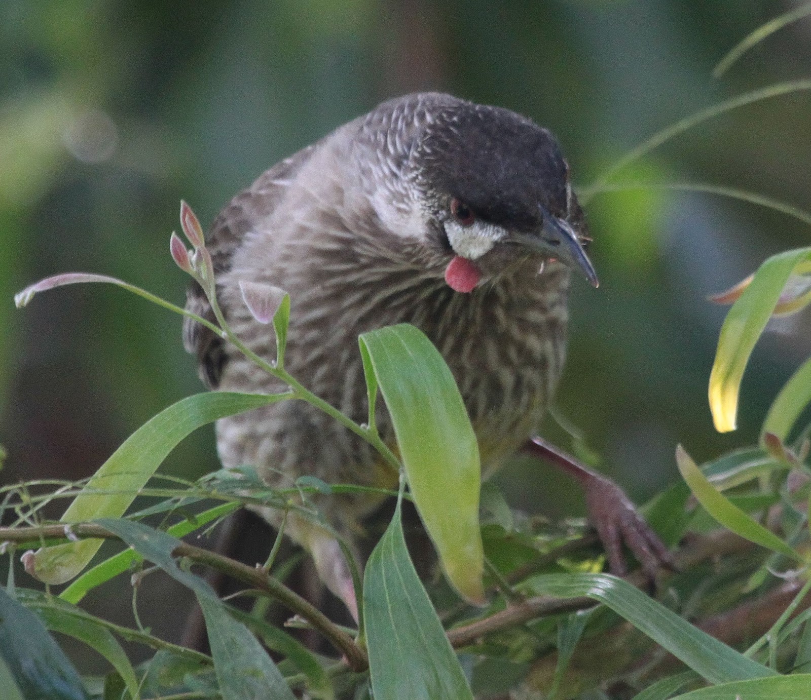Richard Waring's Birds of Australia: just for a change, some Victorian ...