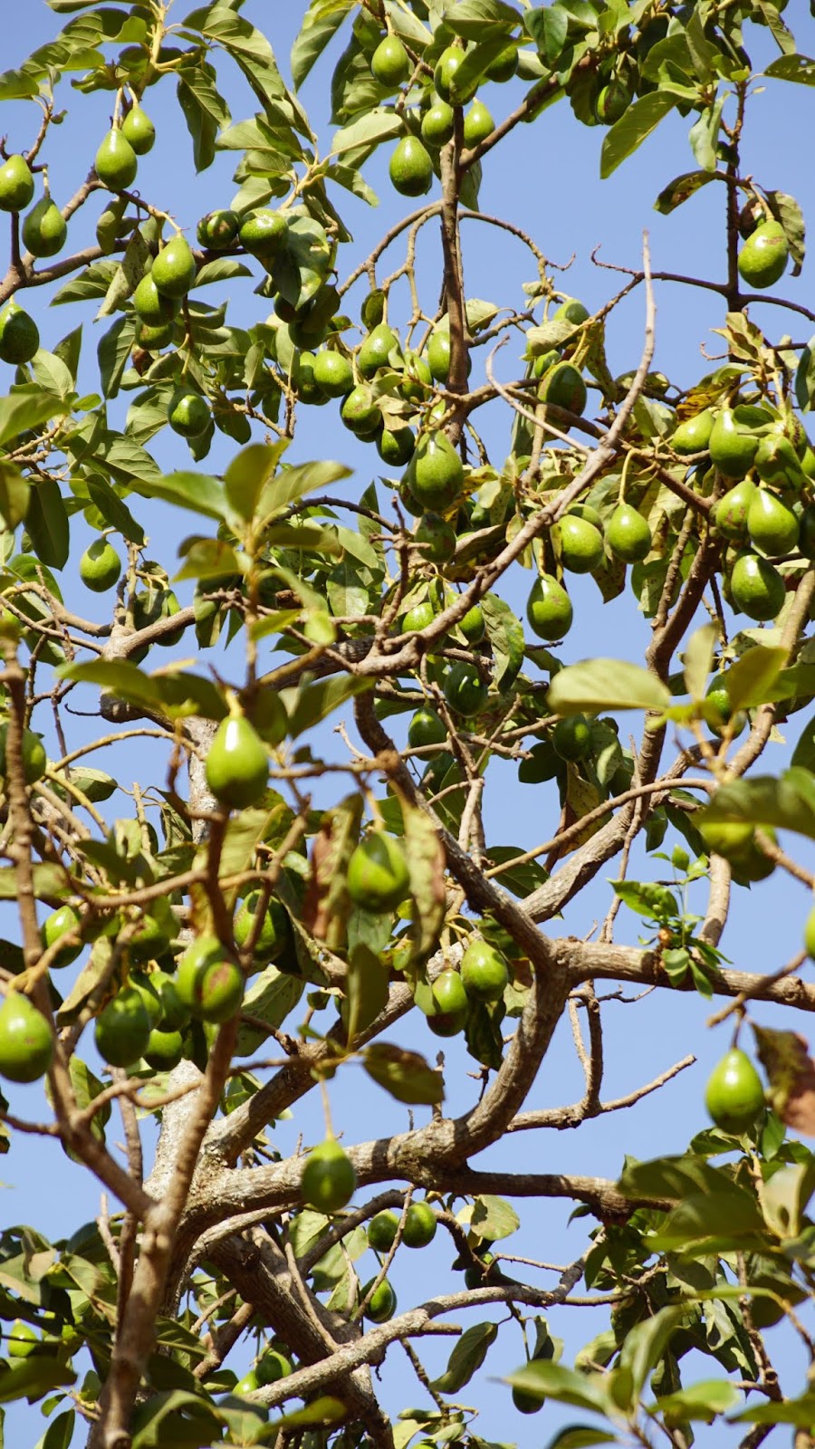 Gandalf Around The World: Dalaba, Guinea