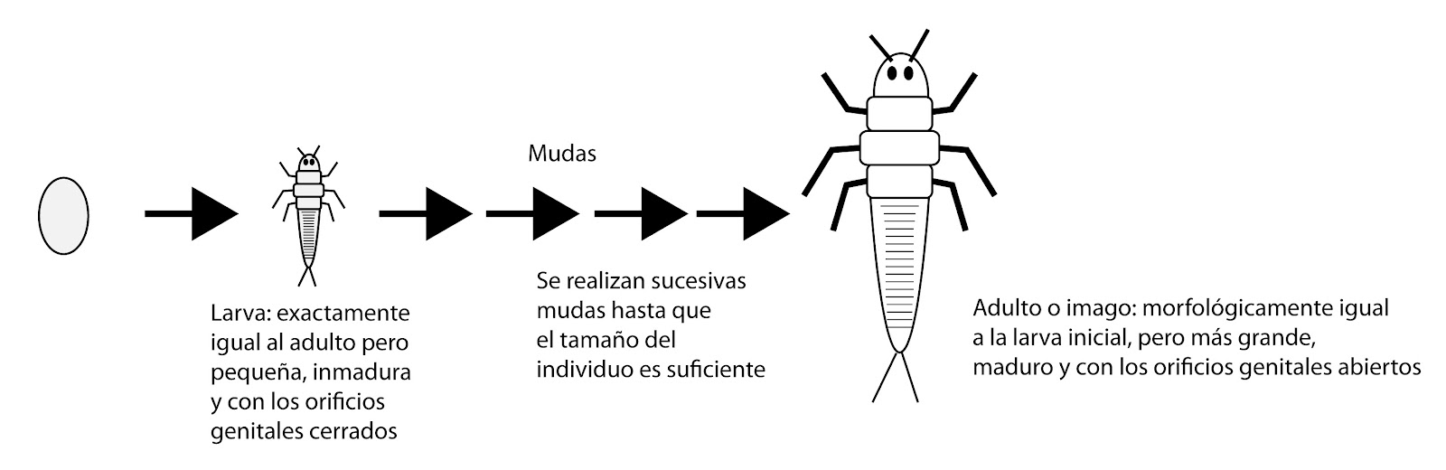 el moderno prometeo: Insectos: Reproducción.