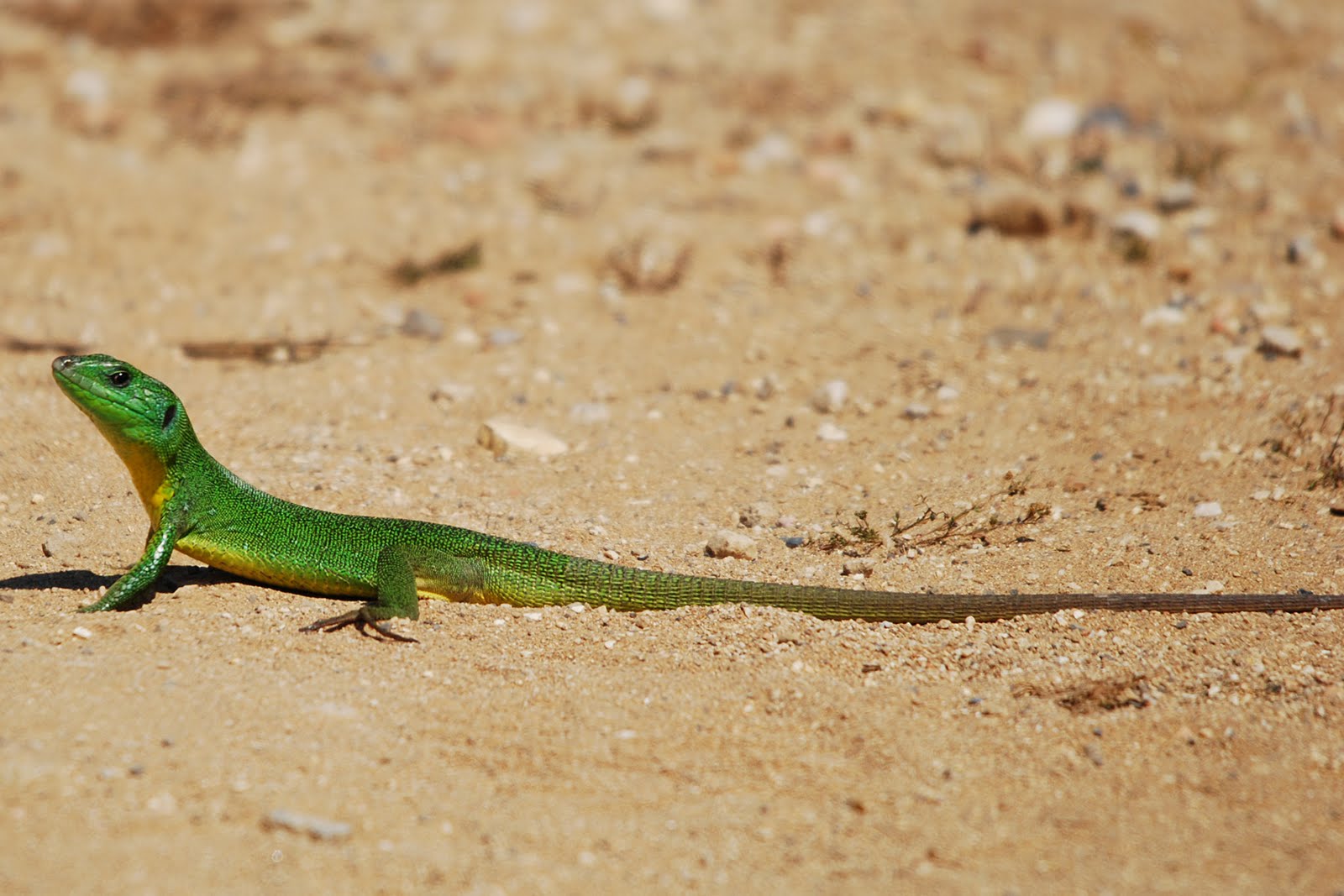 Yorkshire Field Herping and Wildlife Photography: Back To Snake Island ...