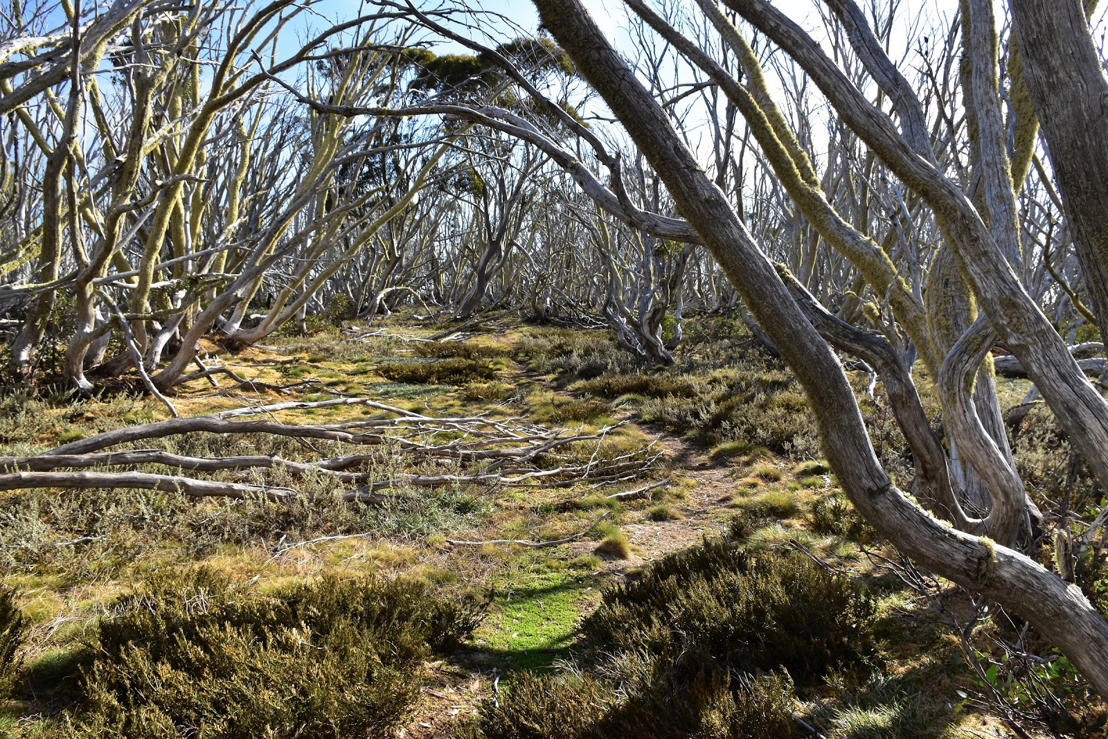Goin' Feral One Day At A Time: Cleve Cole Hut to Mt Wills, AAWT, Alpine ...