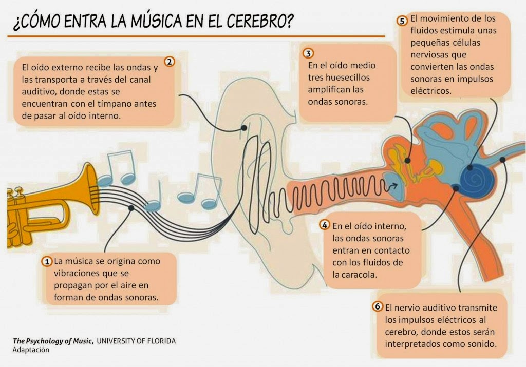 Música, Arte y Cerebro: Música y sistema auditivo