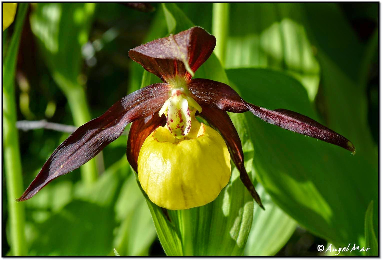 Orquídeas Blog de Angel Mar: Cypripedium calceolus - Zapatito de dama ...
