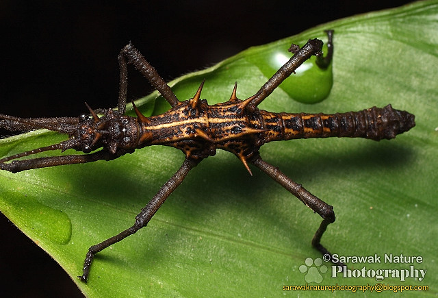 Sarawak Nature Photography: Bukit Sarang