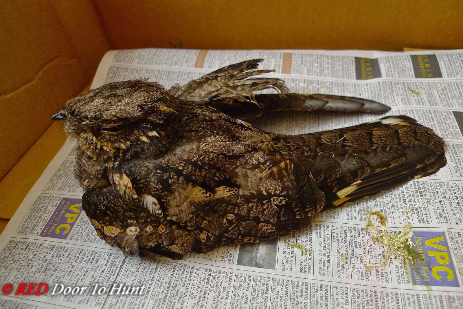 RED Door To Hunt: Burung Tukang Kelabu~Caprimulgus indicus ( Grey ...