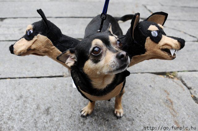 Funny Dogs In Costumes-Dresses Photos | Funny Collection World