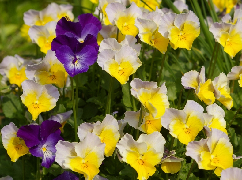 John Grimshaw's Garden Diary: A late Easter but an early spring