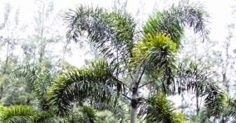 Jenis pohon perindang taman, jenis pohon peneduh, pohon pelindung ...