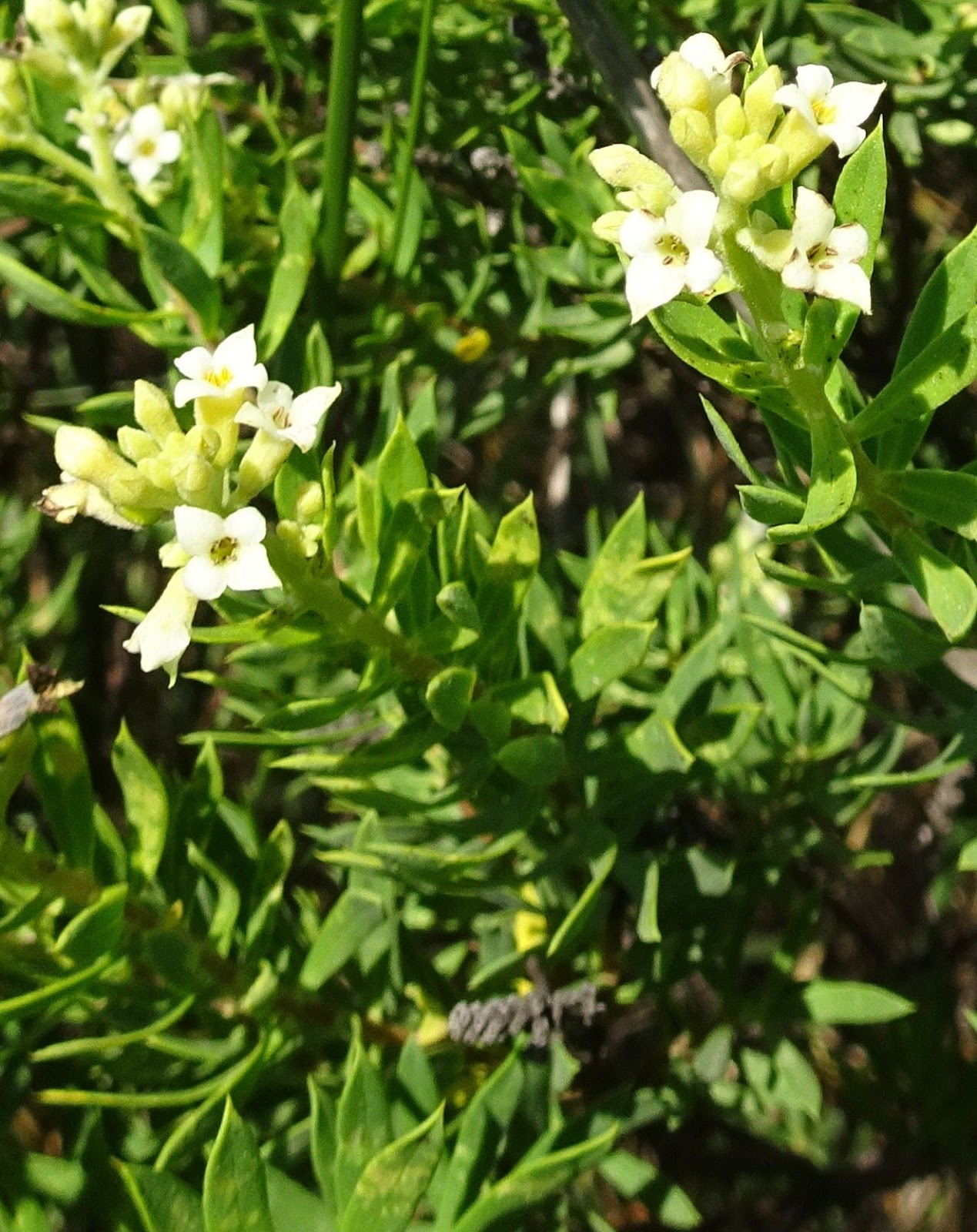 HERBARIO VIRTUAL DE BANYERES DE MARIOLA Y ALICANTE: Daphne gnidium ...