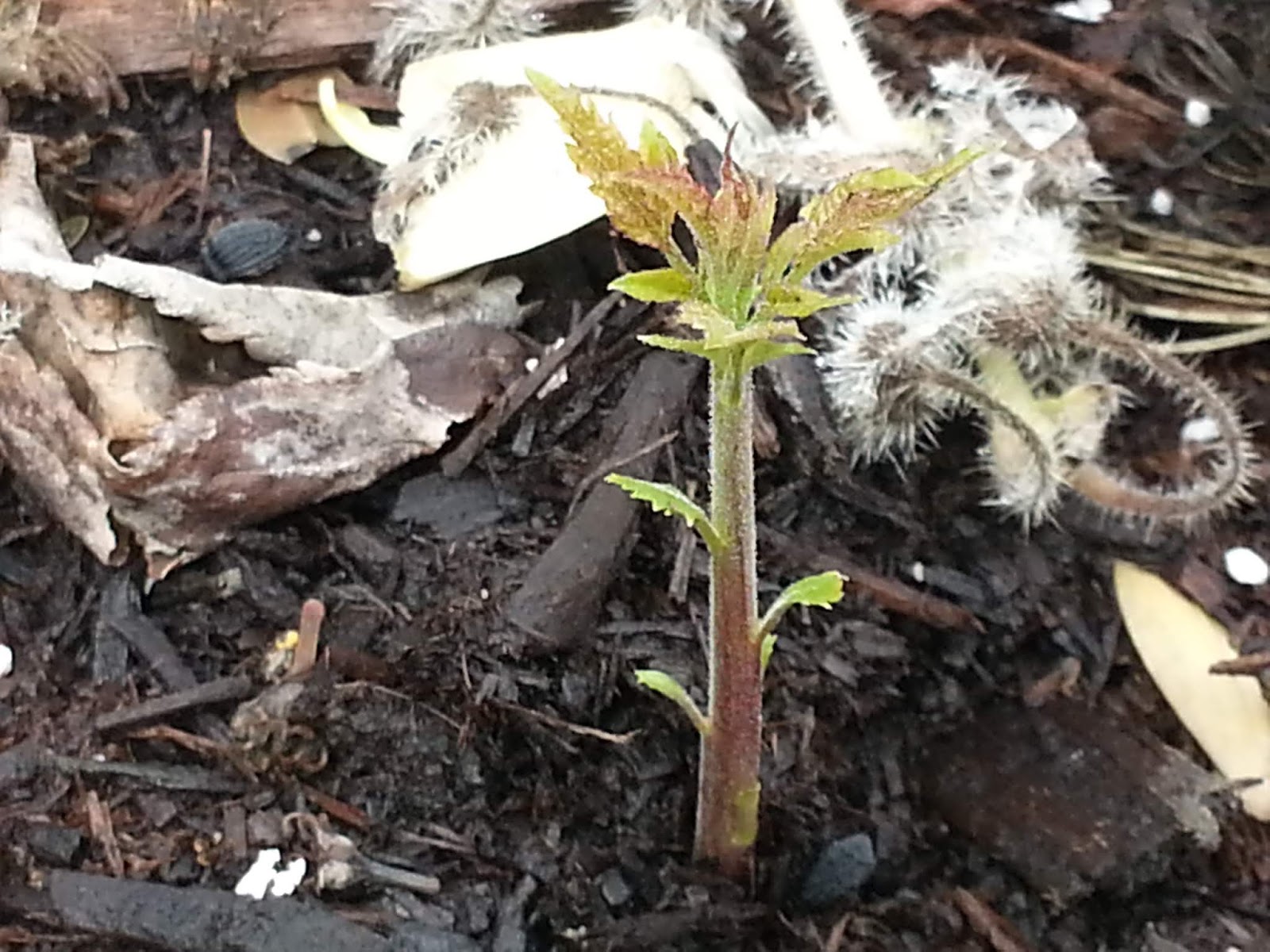 David's Blog: Black Walnut Trees Sprouting