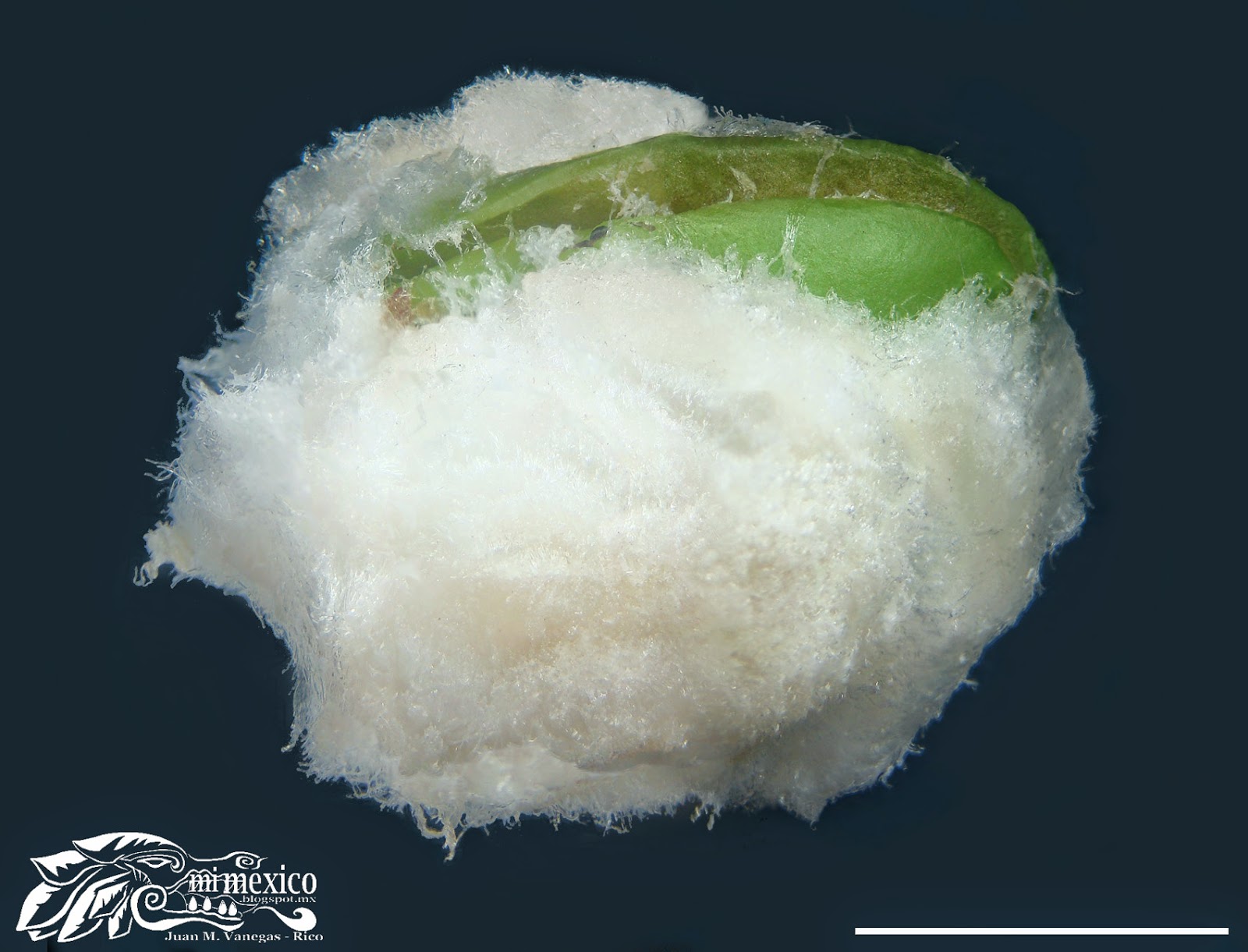 Folklore de México: Frutos de Inga